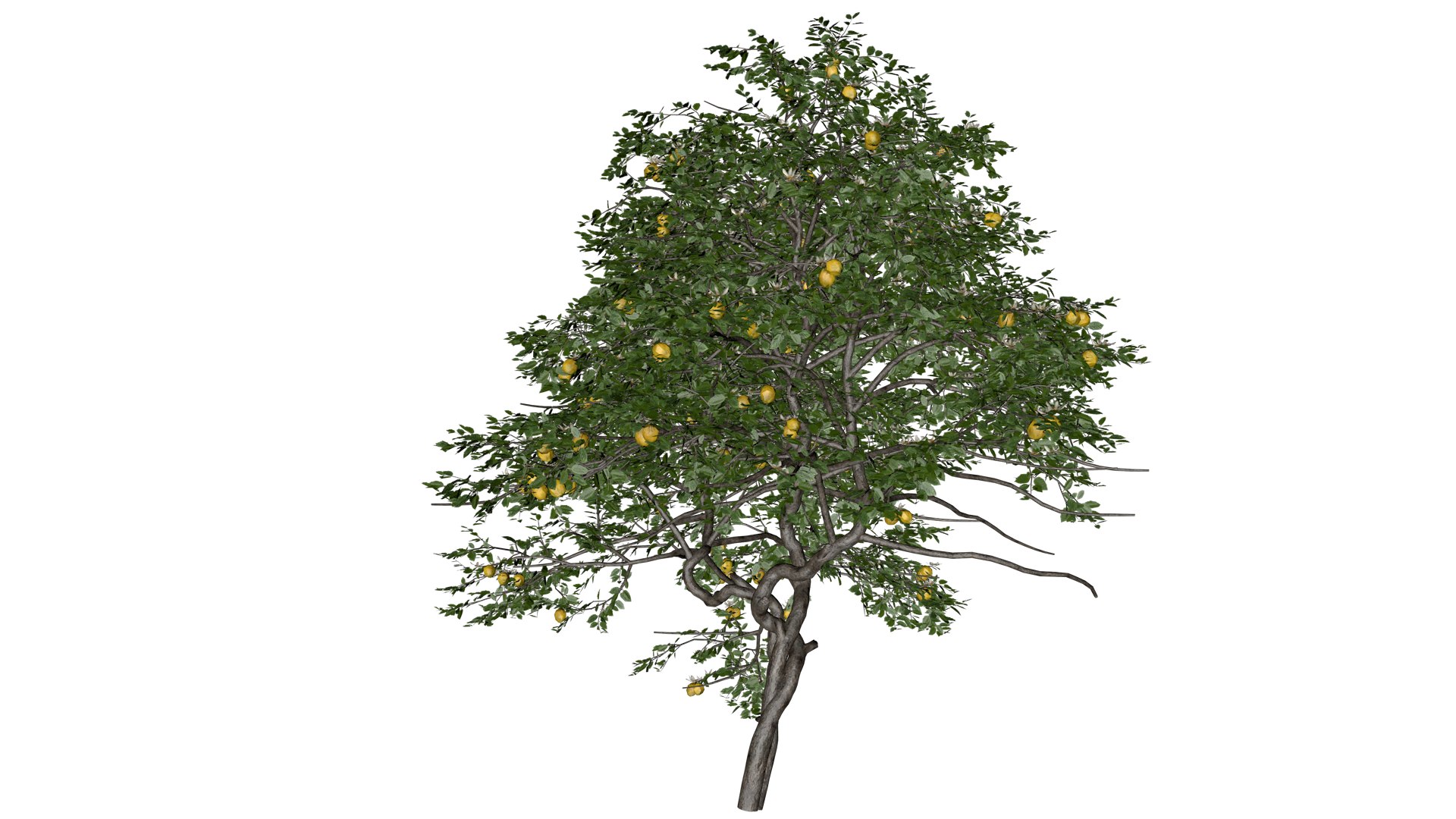 3D Lemon Tree - 03 - - TurboSquid 2376776