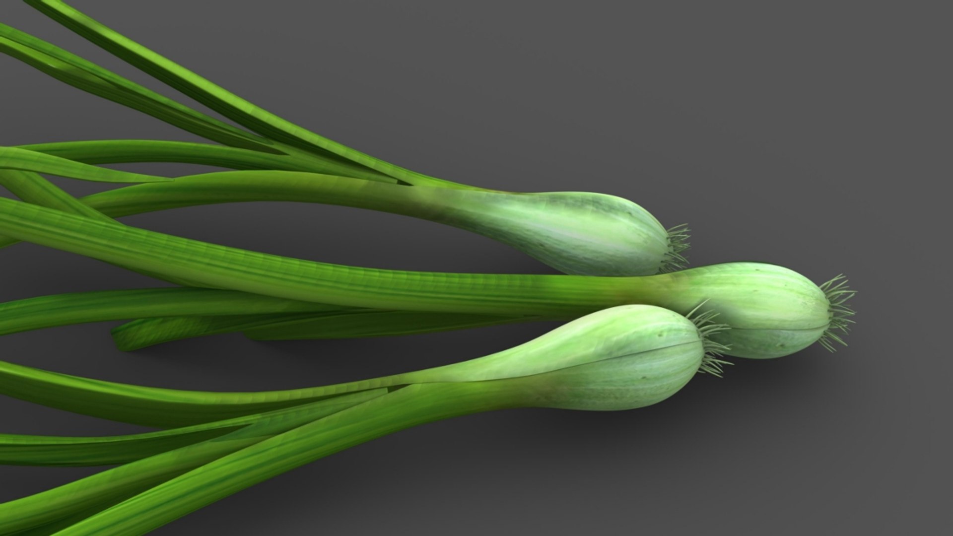 Scallions Leaves 3D Model - TurboSquid 1261515