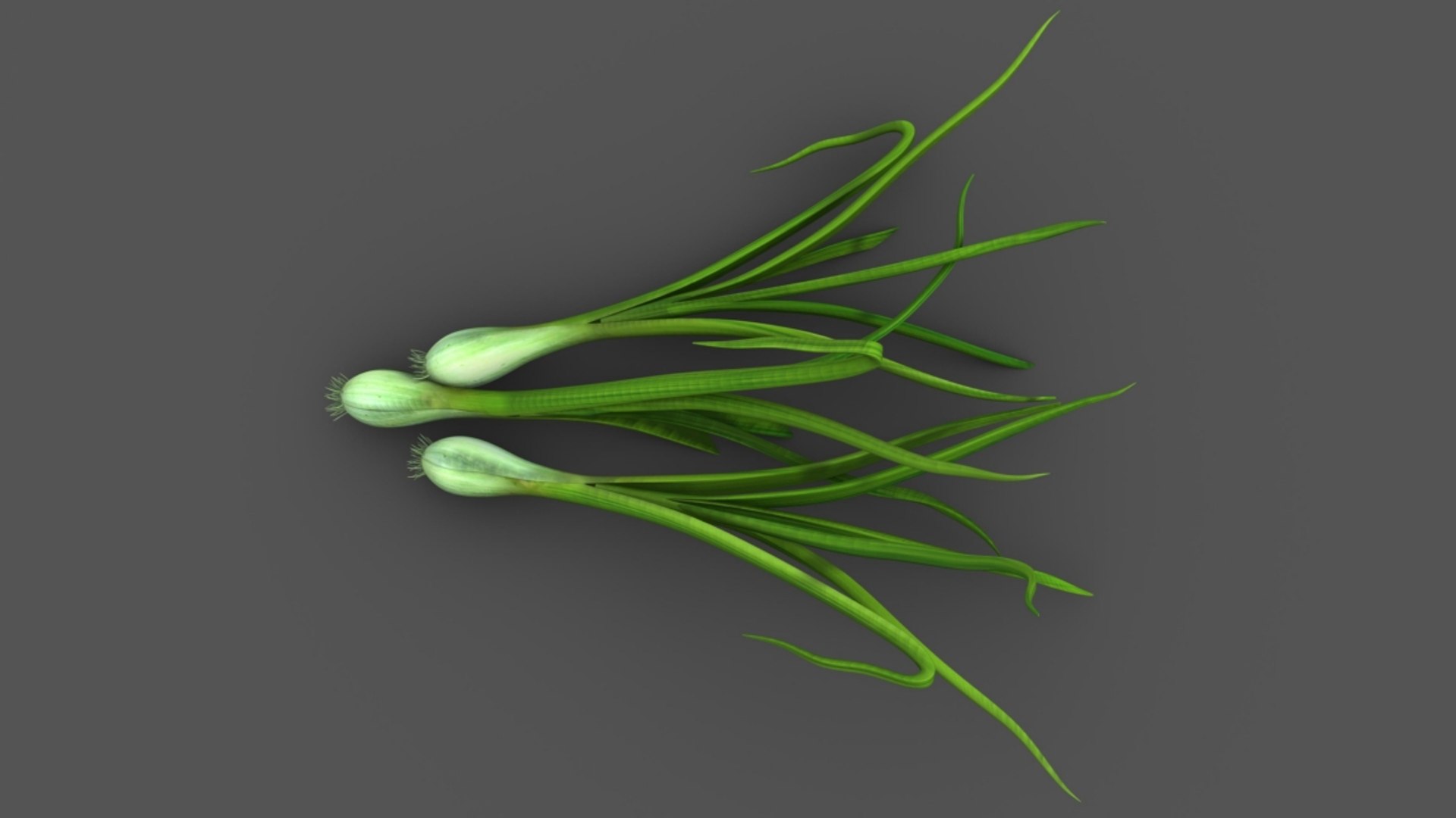 Scallions Leaves 3D Model - TurboSquid 1261515