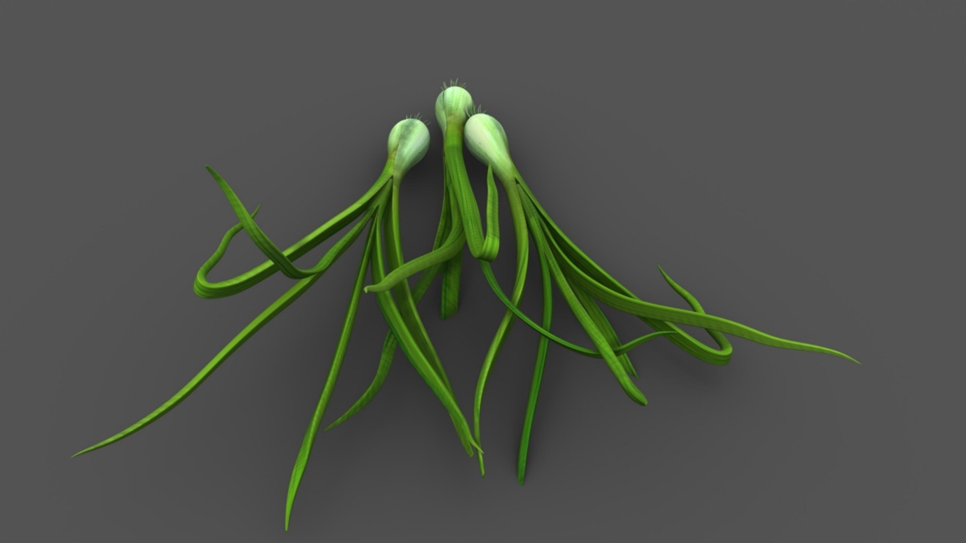Scallions Leaves 3D Model - TurboSquid 1261515