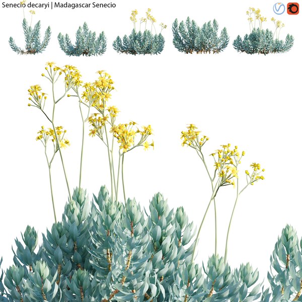 Senecio decaryi 01 3D model - TurboSquid 1782877