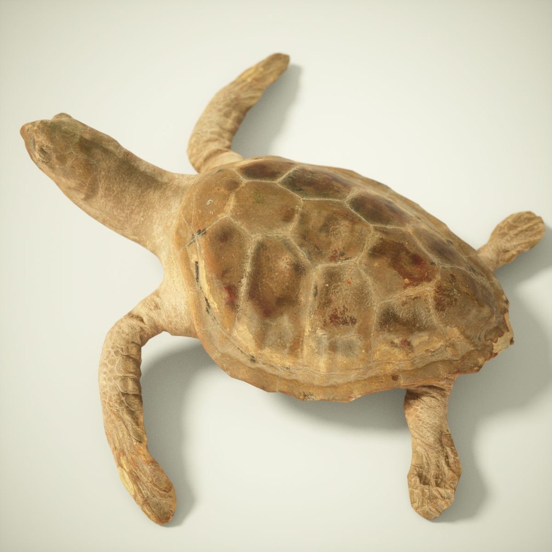 3D Animal Digital Photogrammetry - TurboSquid 1162958