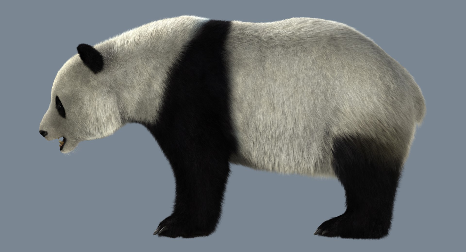 giant panda bear fur obj