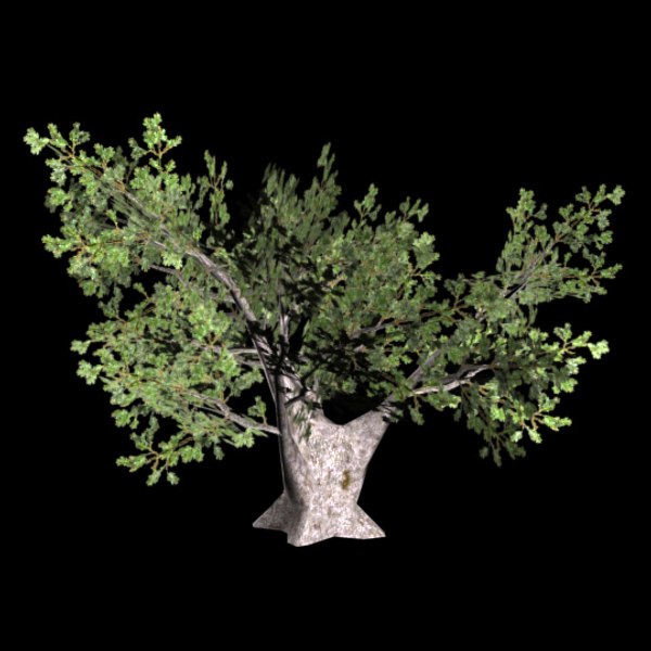 3d oak tree model