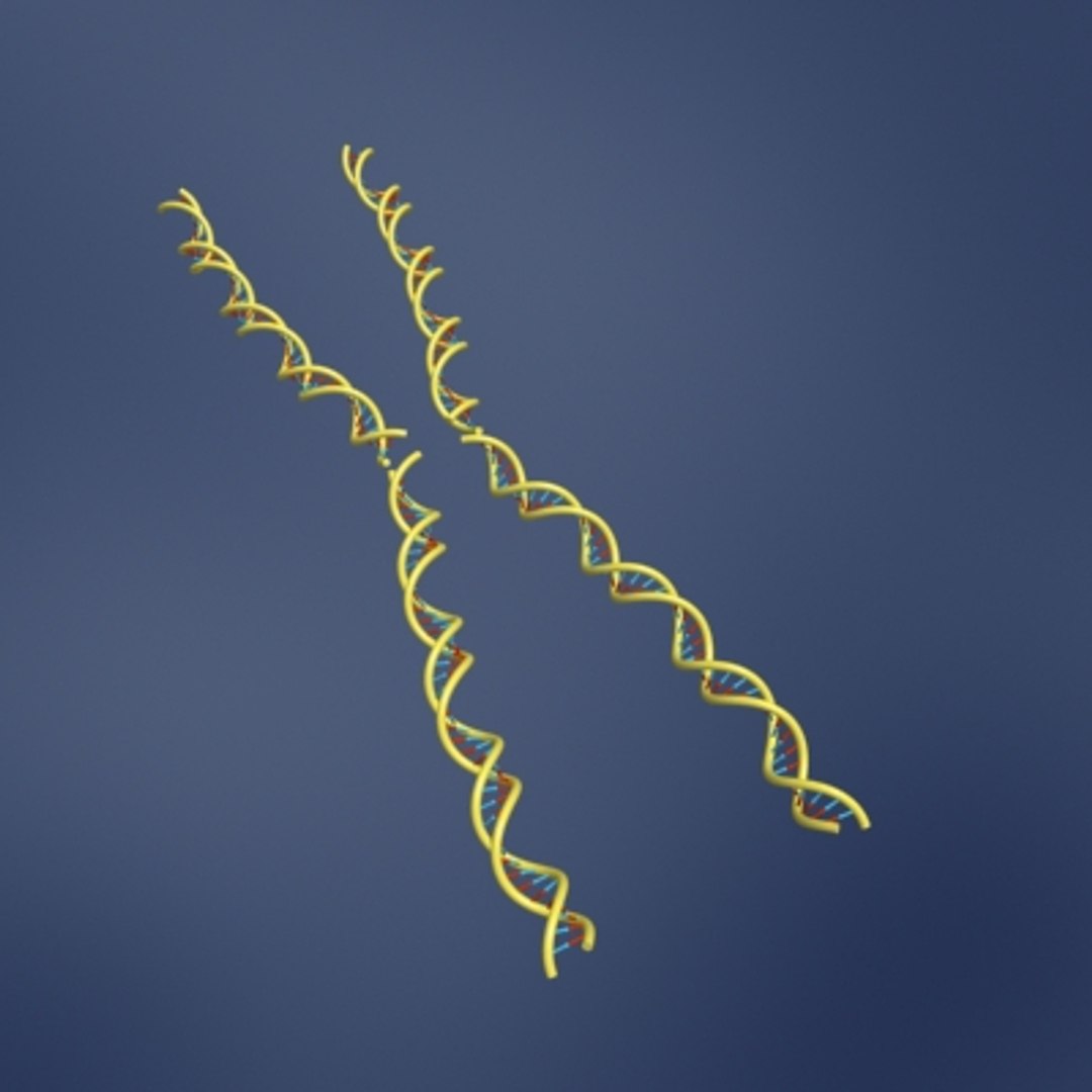 Human Chromosome X Dna Helix 3d Model