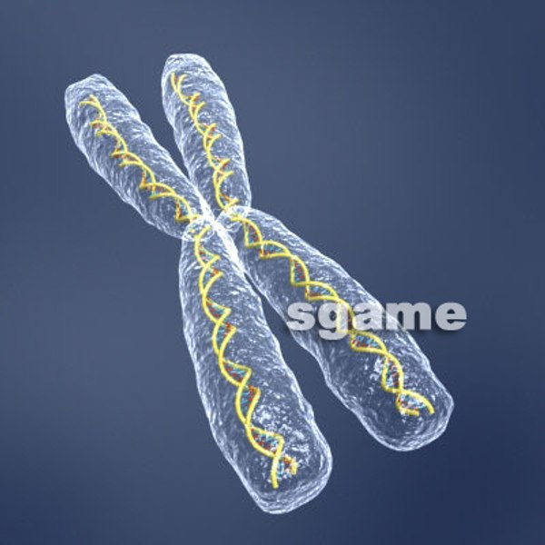 modelo 3d cromosoma x - TurboSquid 275311