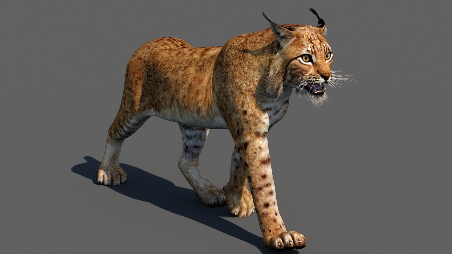 3ds Lynx Eurasian Rigging Animation