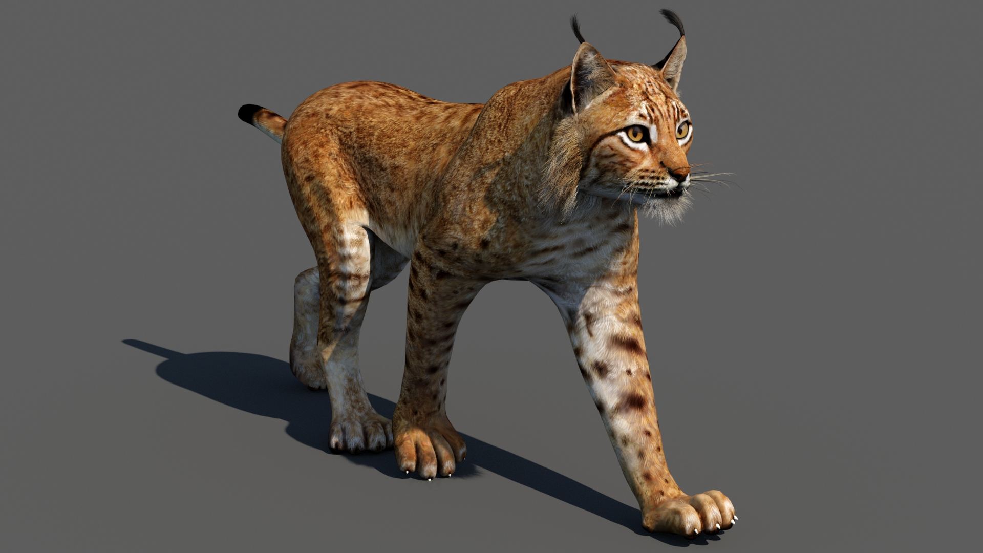 3ds Lynx Eurasian Rigging Animation