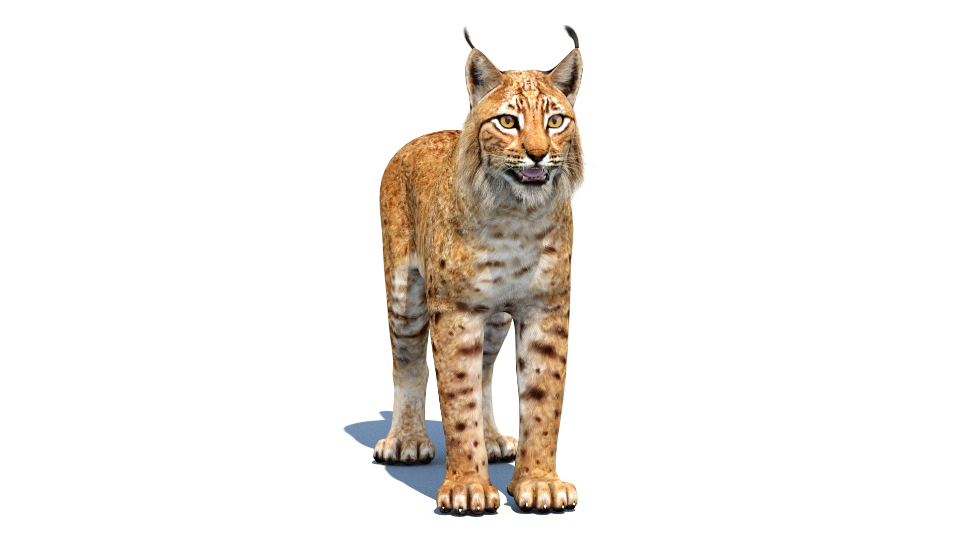 3ds Lynx Eurasian Rigging Animation
