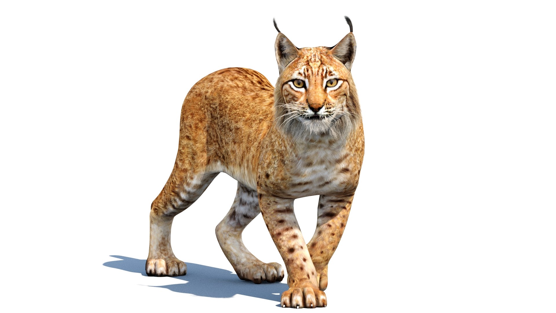 3ds lynx eurasian rigging animation