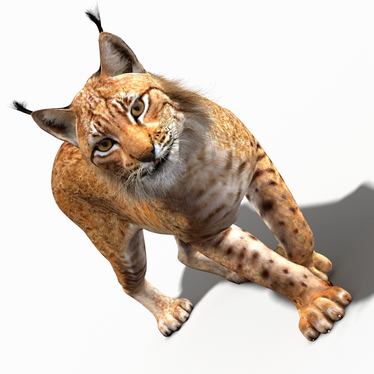 3ds lynx eurasian rigging animation