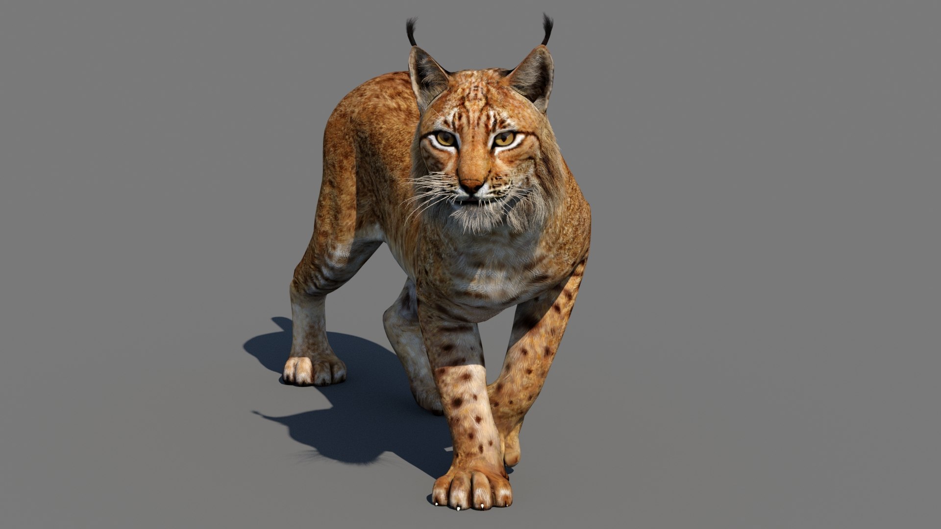 3ds Lynx Eurasian Rigging Animation