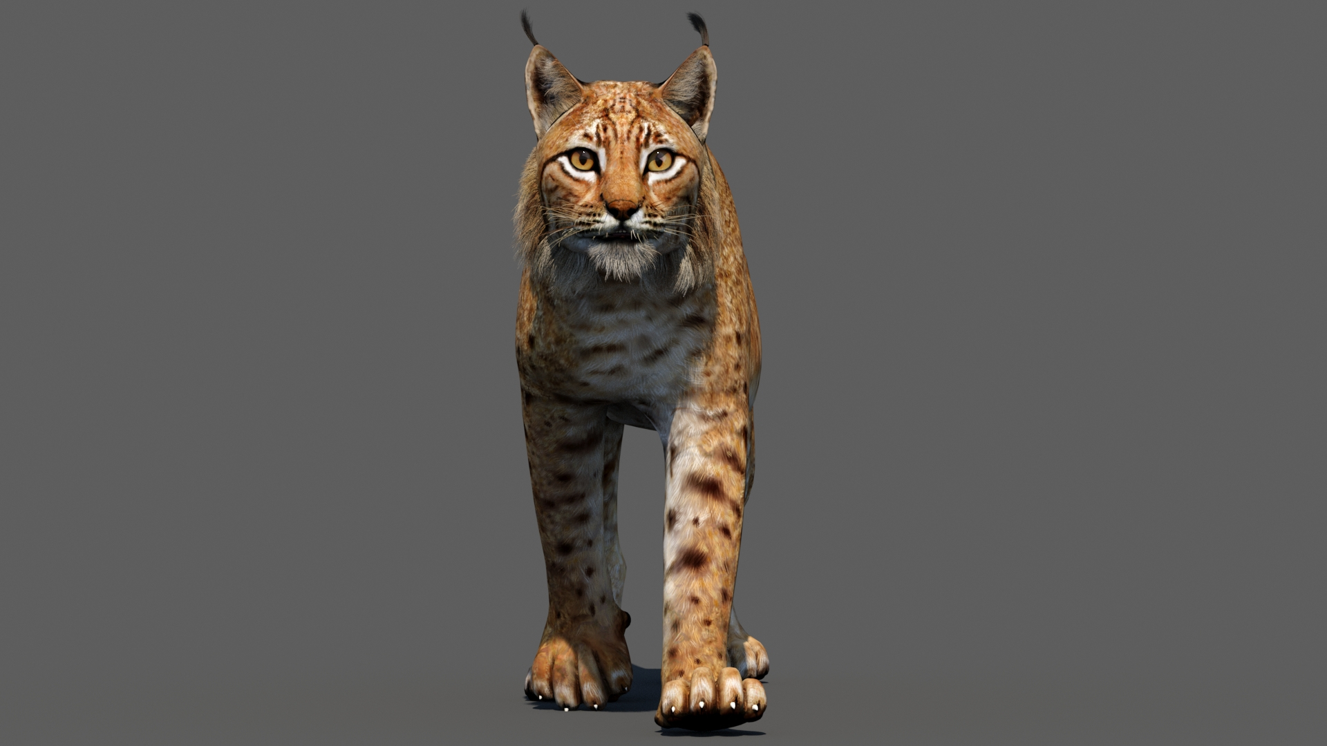 3ds Lynx Eurasian Rigging Animation