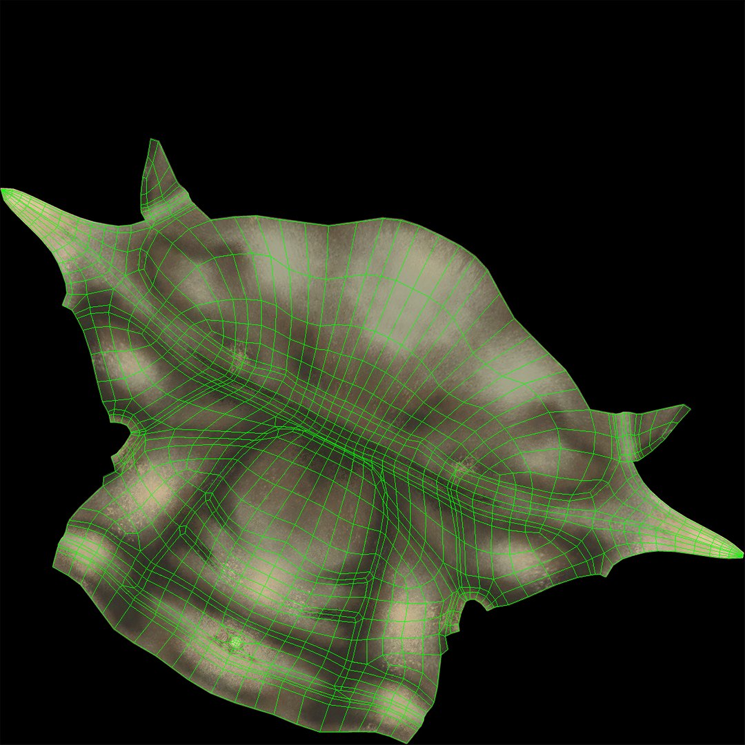 Olenoides Serratus Trilobite Max