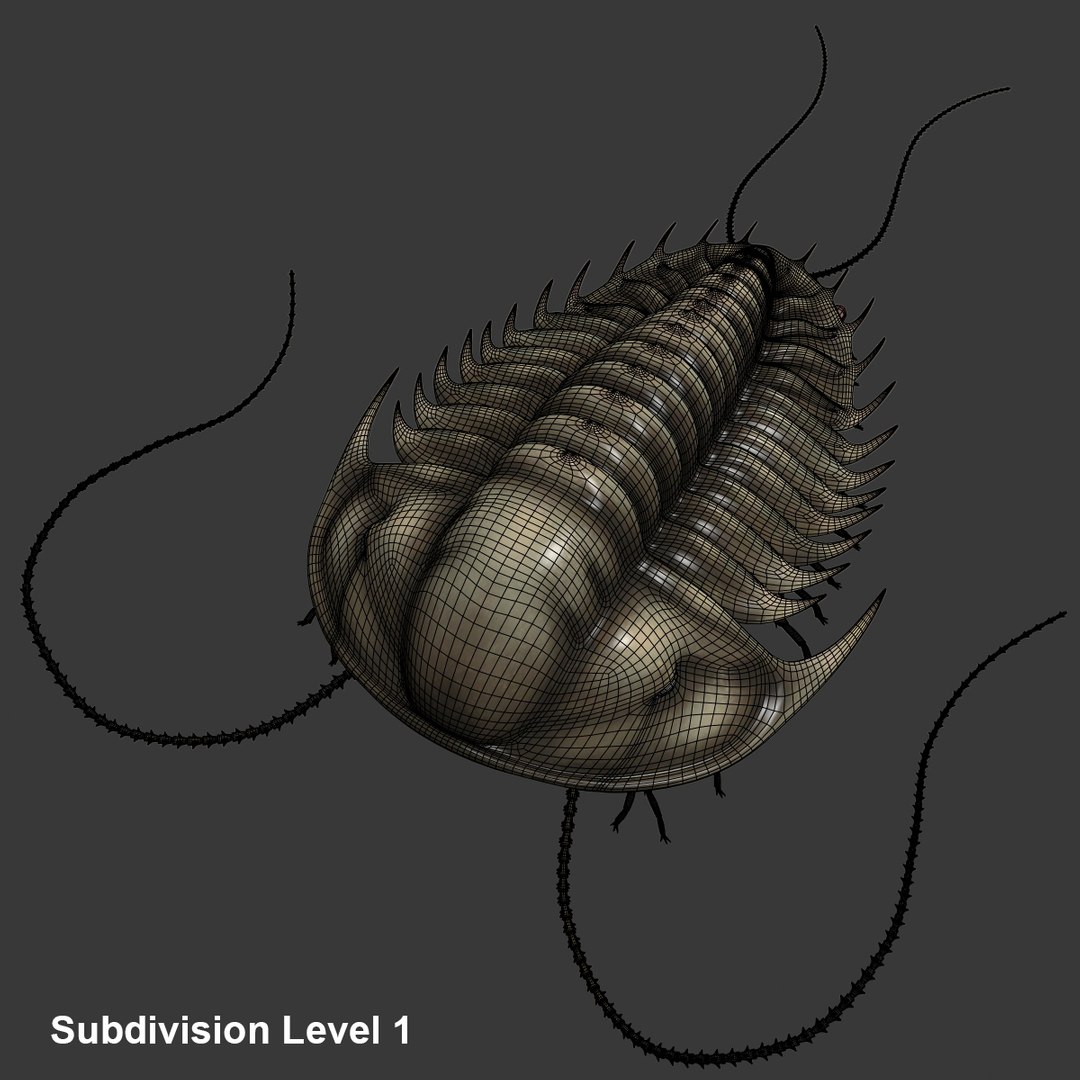 Olenoides Serratus Trilobite Max