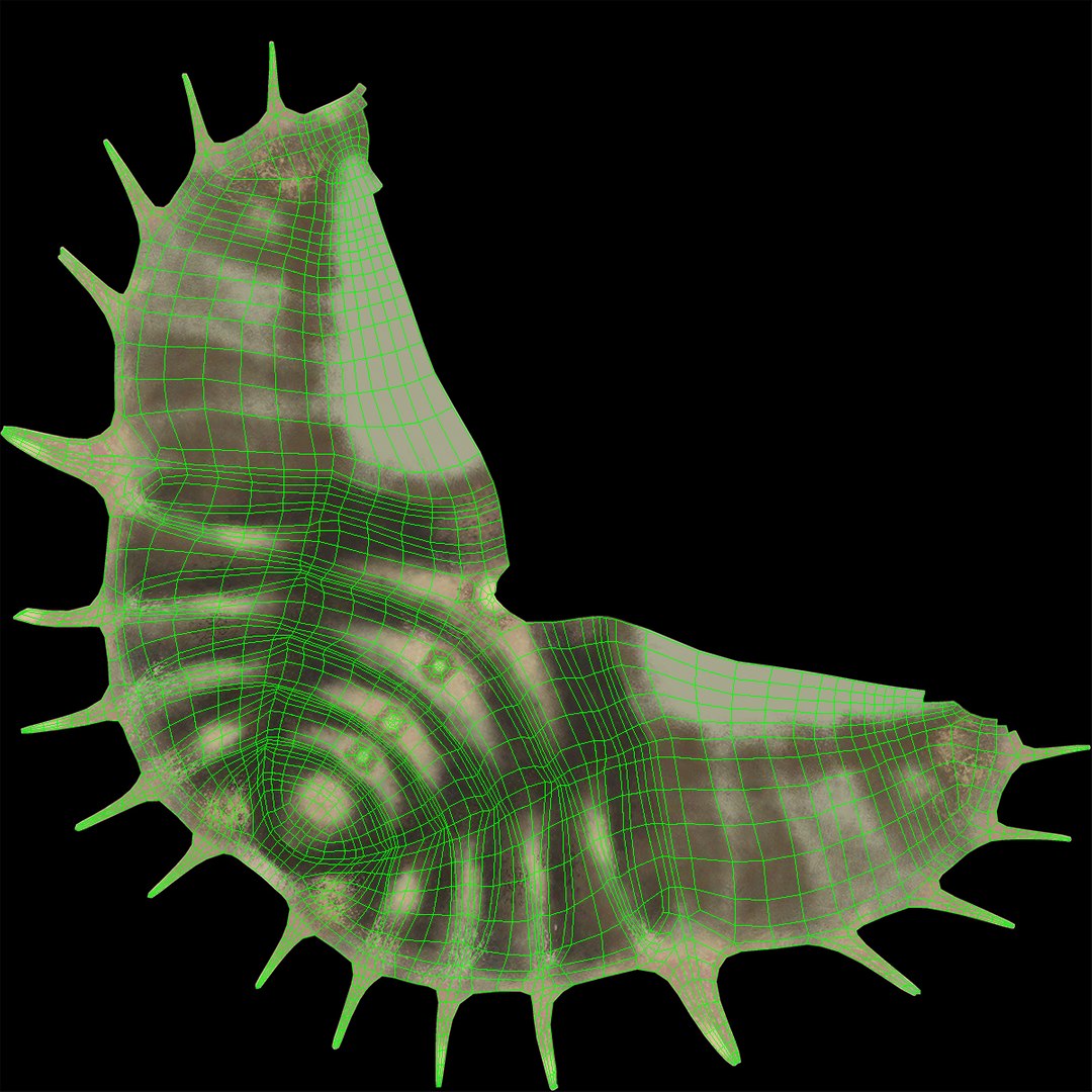 Olenoides Serratus Trilobite Max