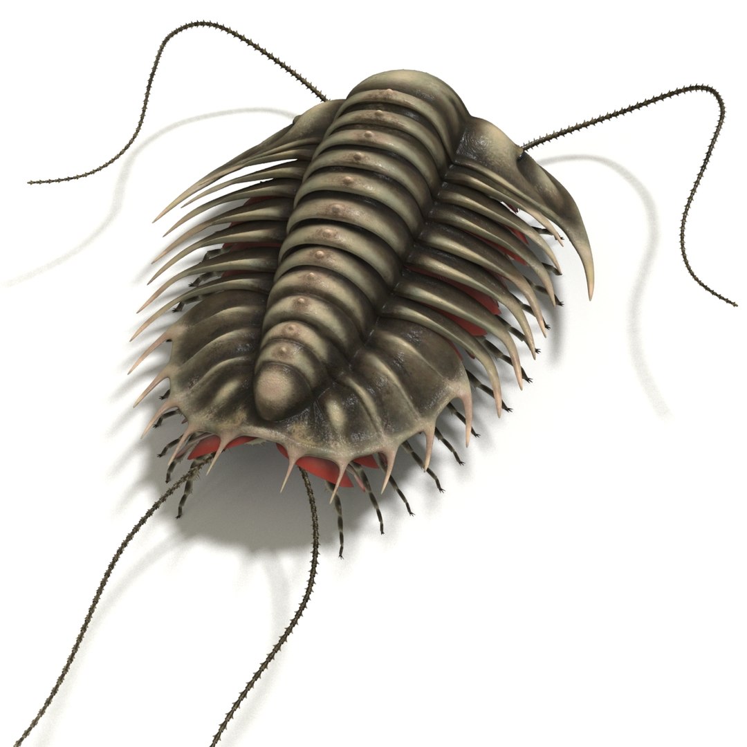 Olenoides Serratus Trilobite Max