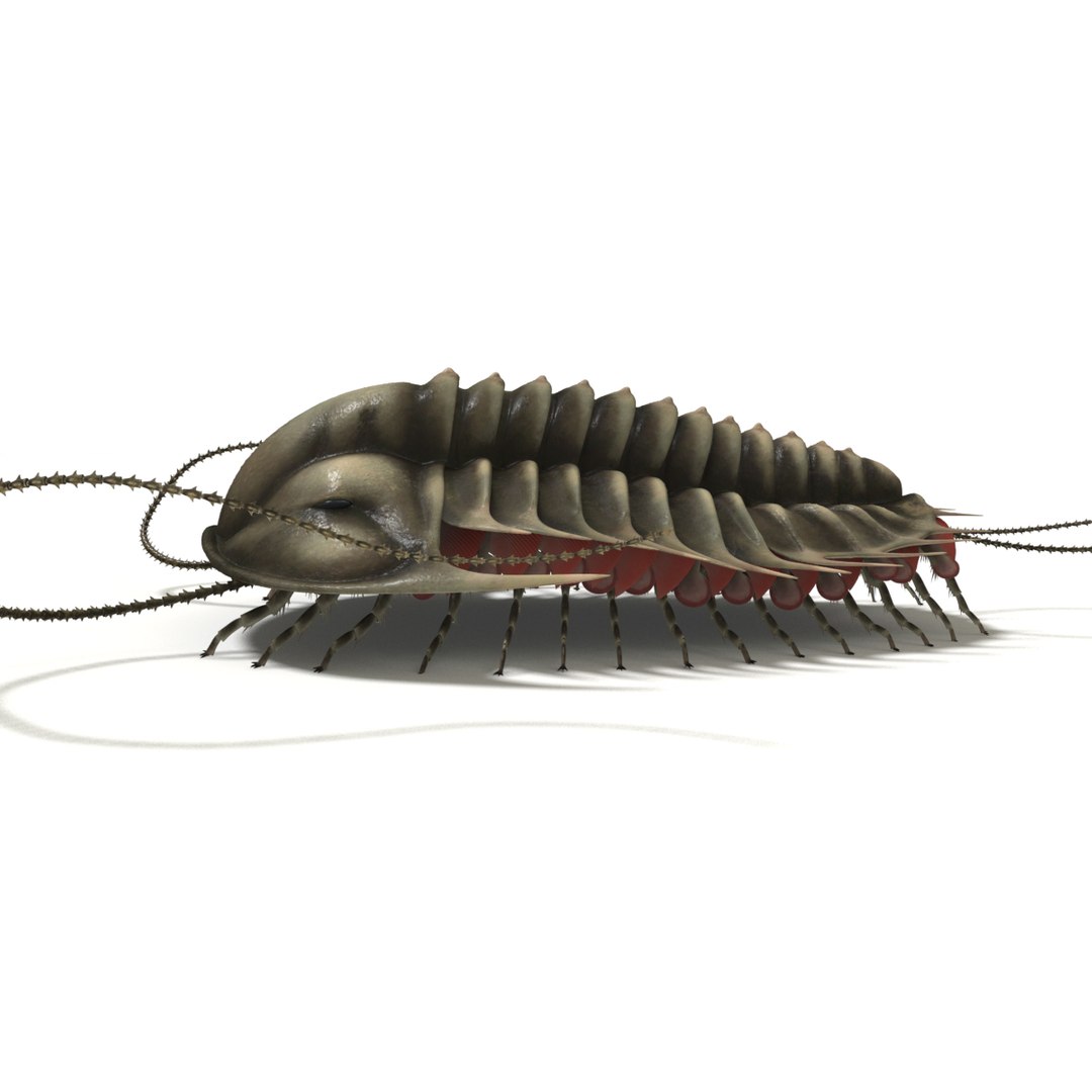 Olenoides Serratus Trilobite Max