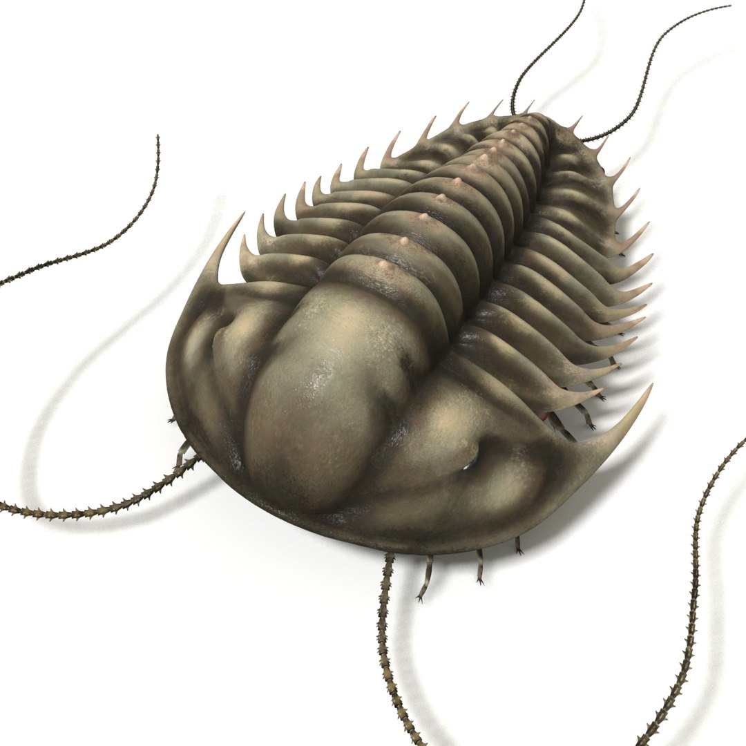 Olenoides Serratus Trilobite Max