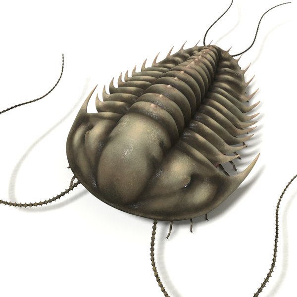 modelo 3d Trilobite Olenoides serratus - TurboSquid 1012277