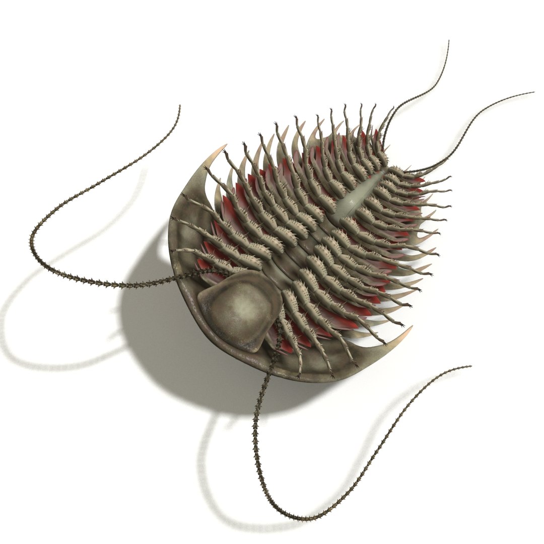 Olenoides Serratus Trilobite Max