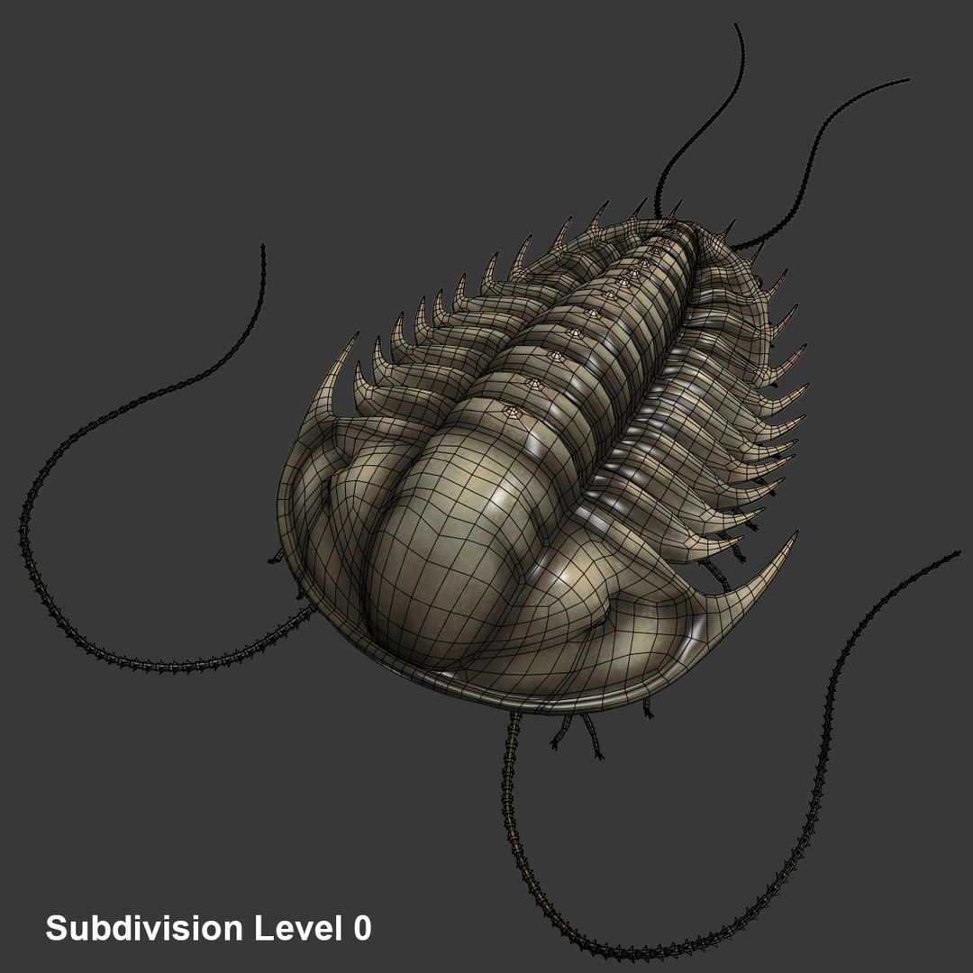 Olenoides Serratus Trilobite Max