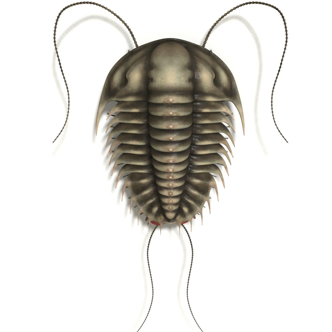 Olenoides Serratus Trilobite Max