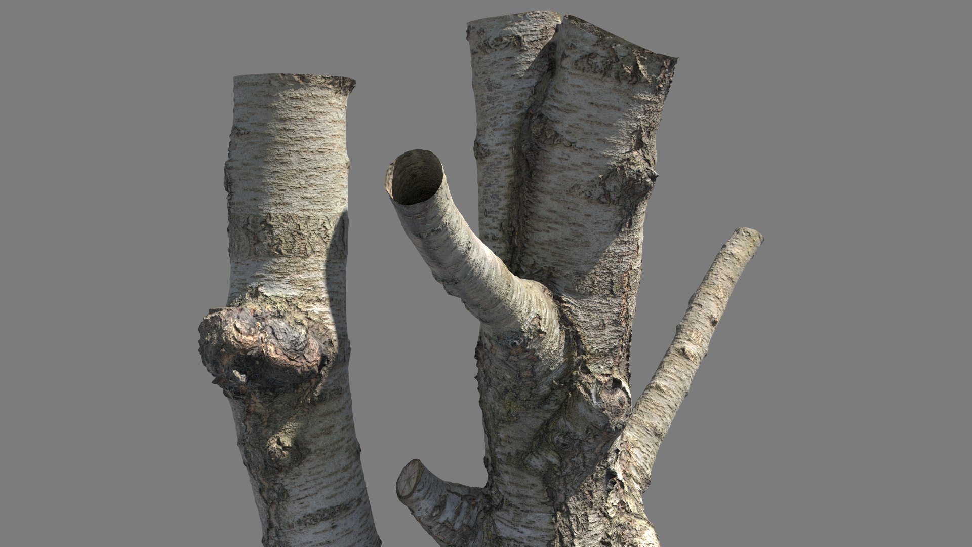 3D Scanned Tree Trunk 03 Model - TurboSquid 2113792