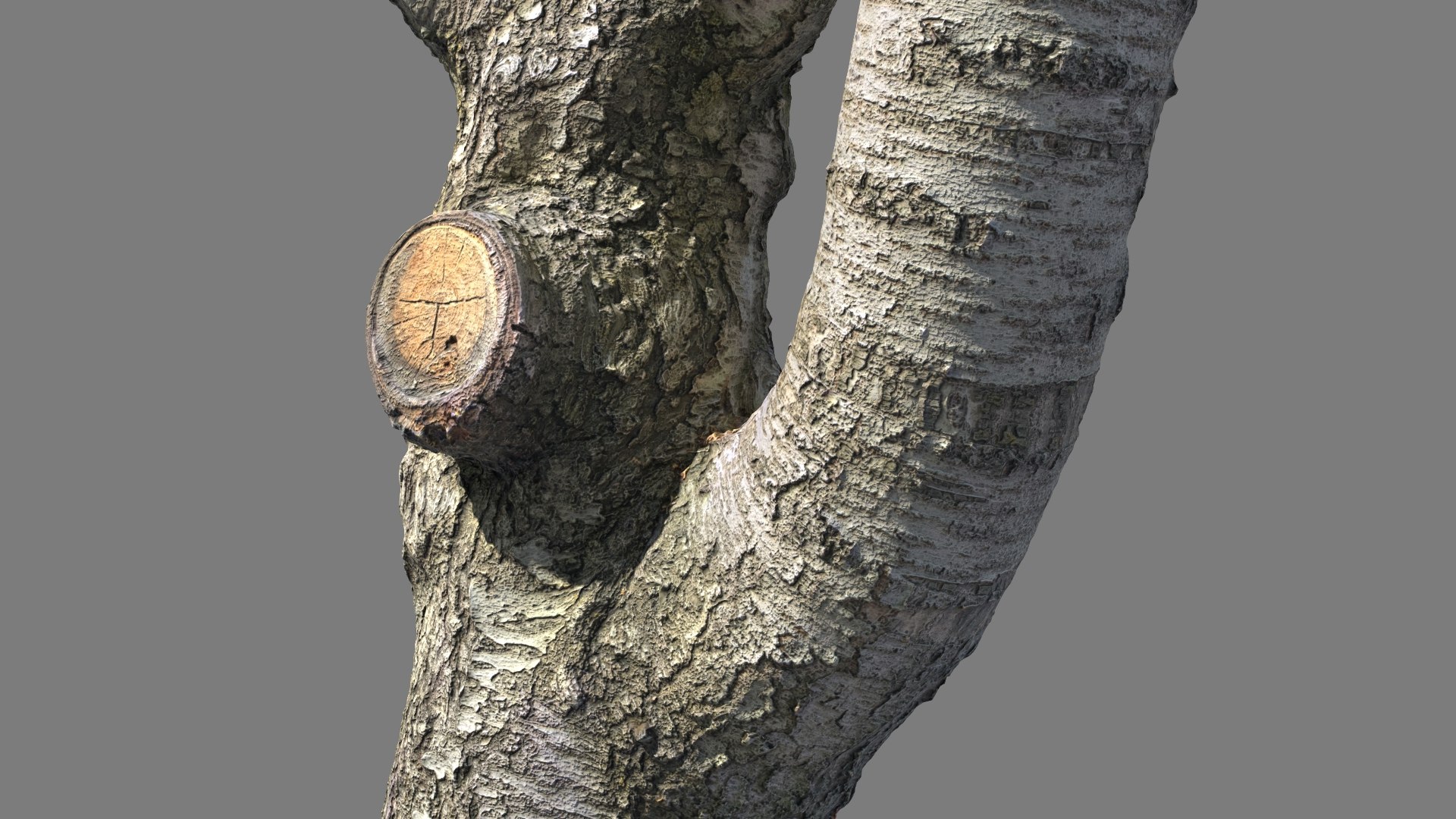 3D Scanned Tree Trunk 03 Model - TurboSquid 2113792