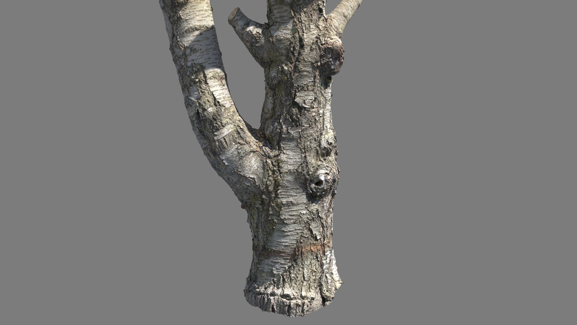 3D Scanned Tree Trunk 03 Model - TurboSquid 2113792