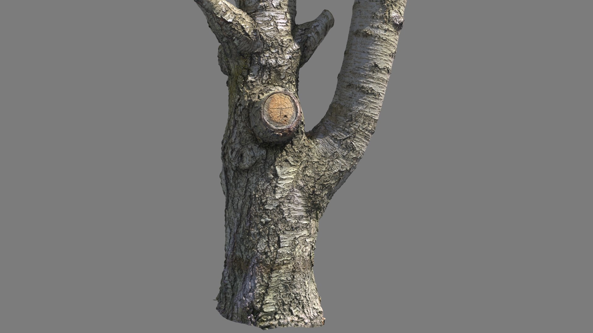 3D Scanned Tree Trunk 03 Model - TurboSquid 2113792