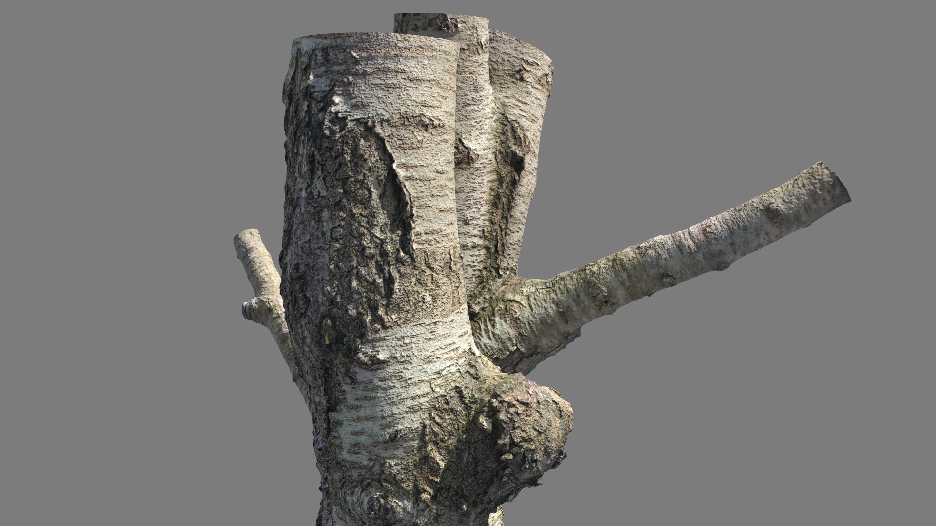 3D Scanned Tree Trunk 03 Model - TurboSquid 2113792