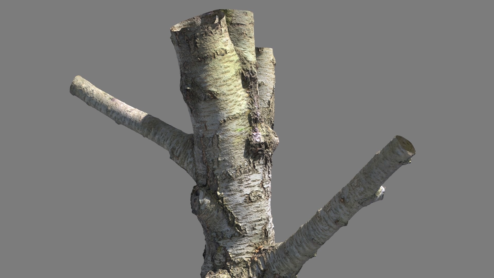 3D Scanned Tree Trunk 03 Model - TurboSquid 2113792