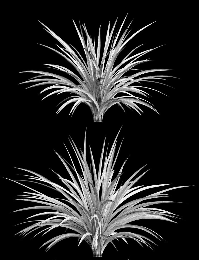 Yucca Plant Exterior 3D Model - TurboSquid 1281474
