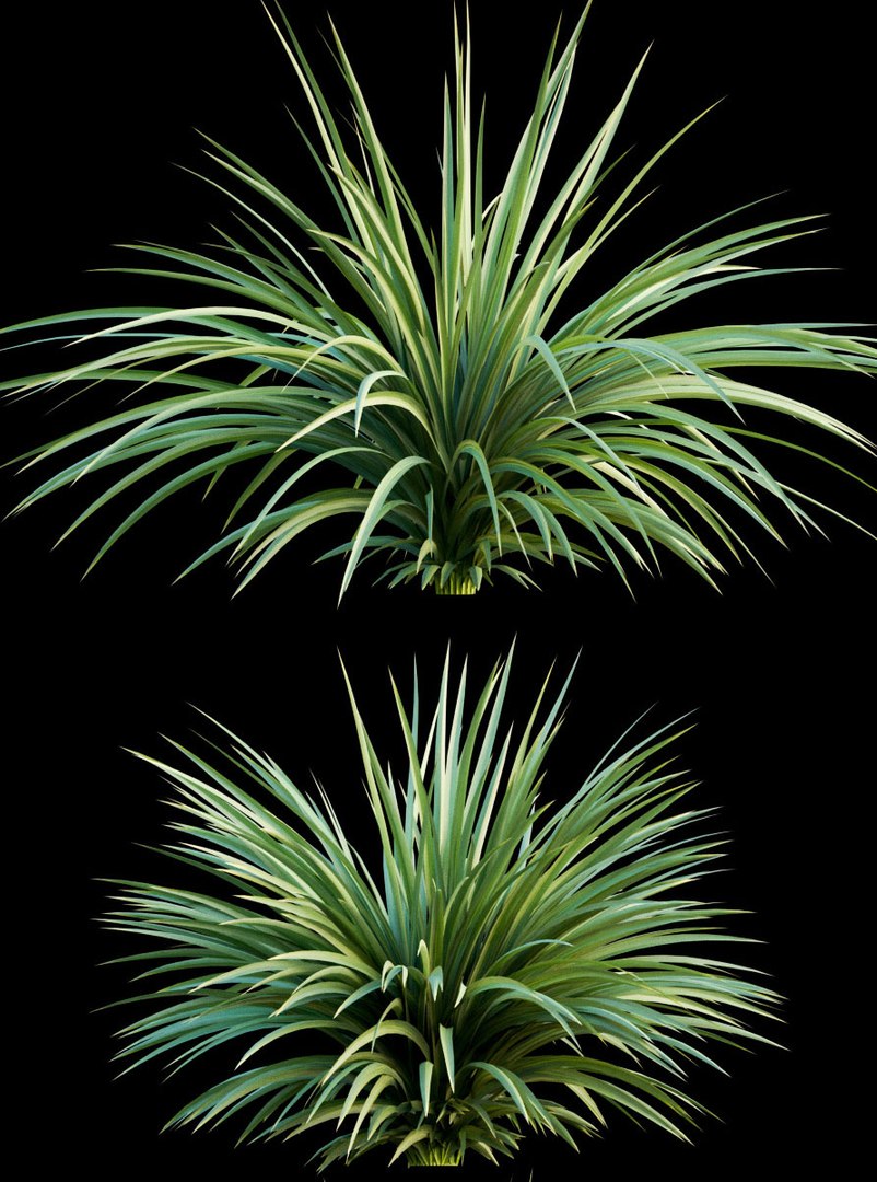 Yucca Plant Exterior 3D Model - TurboSquid 1281474