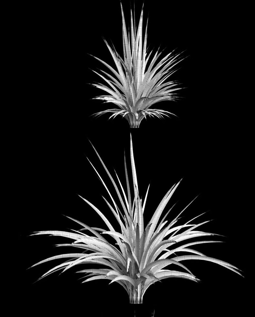 Yucca Plant Exterior 3D Model - TurboSquid 1281474
