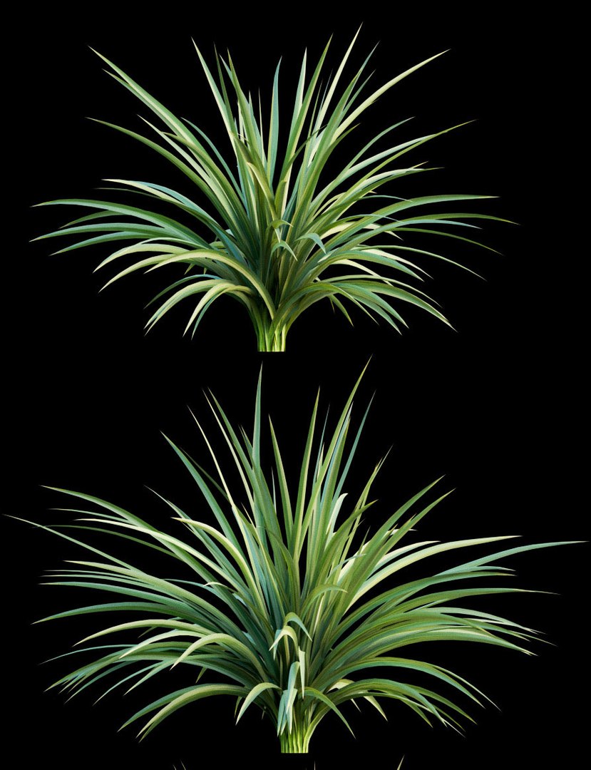 Yucca Plant Exterior 3D Model - TurboSquid 1281474