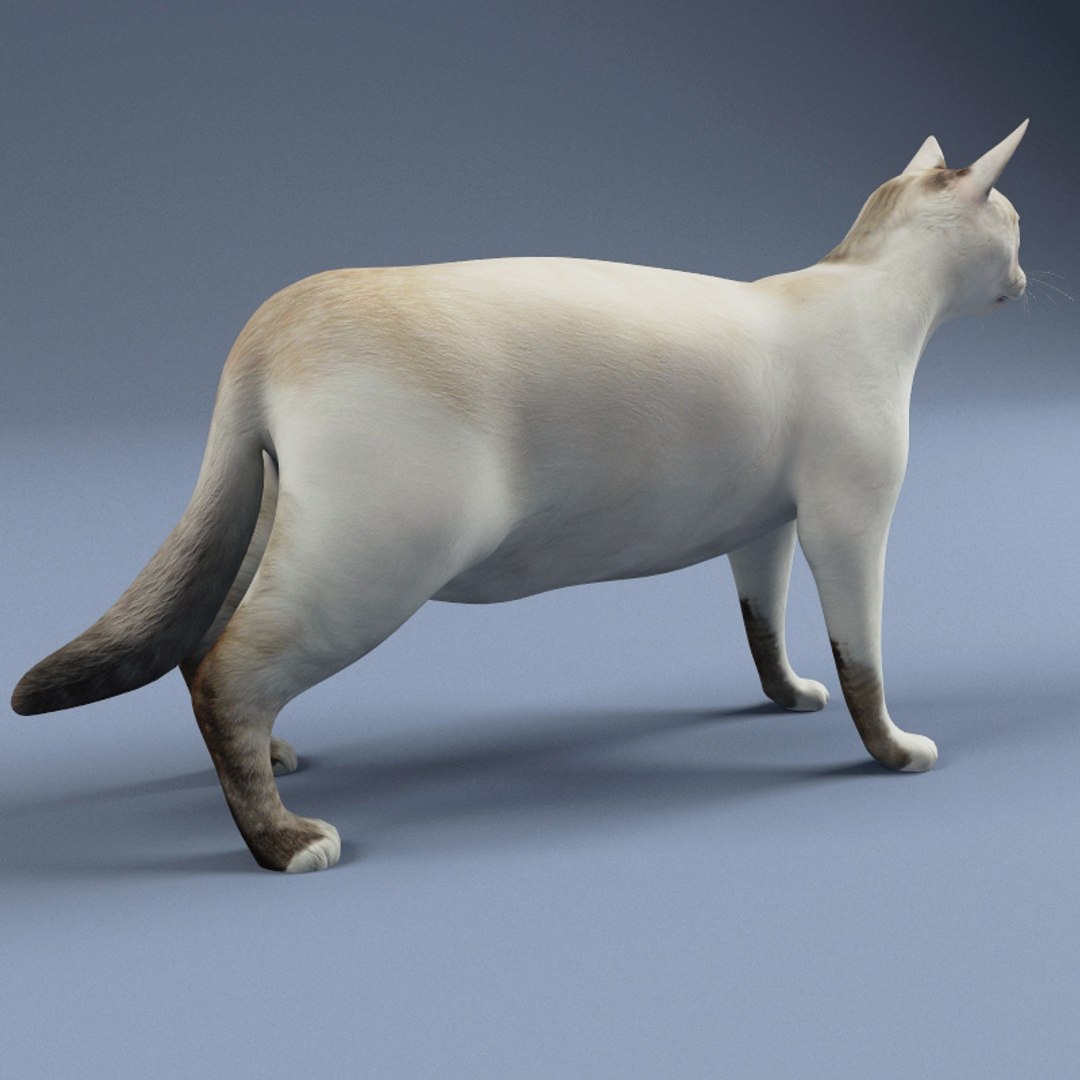 3ds Cats Set Modelled