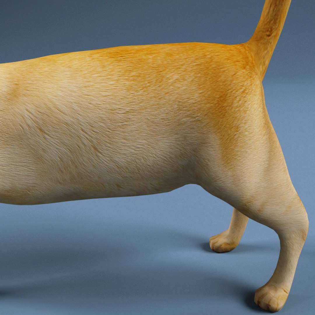 3ds Cats Set Modelled
