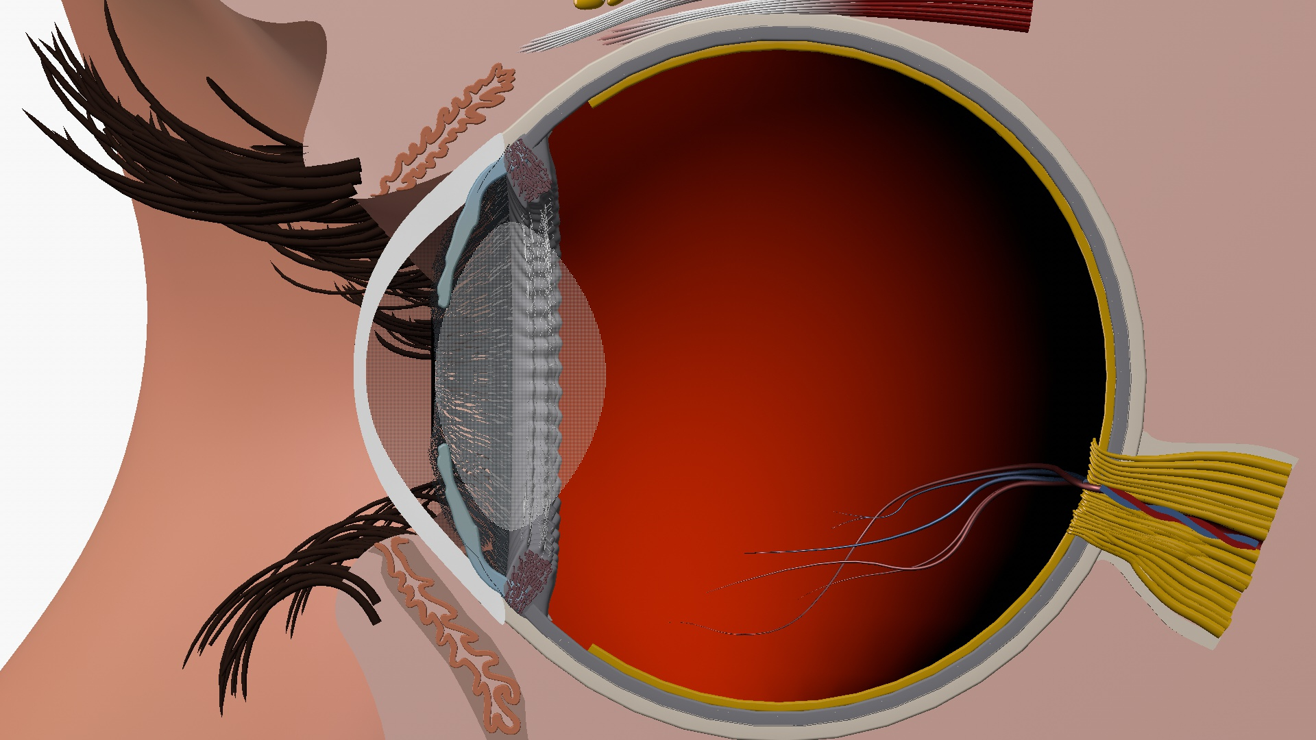 Eye Anatomy 3D Model - TurboSquid 2108981
