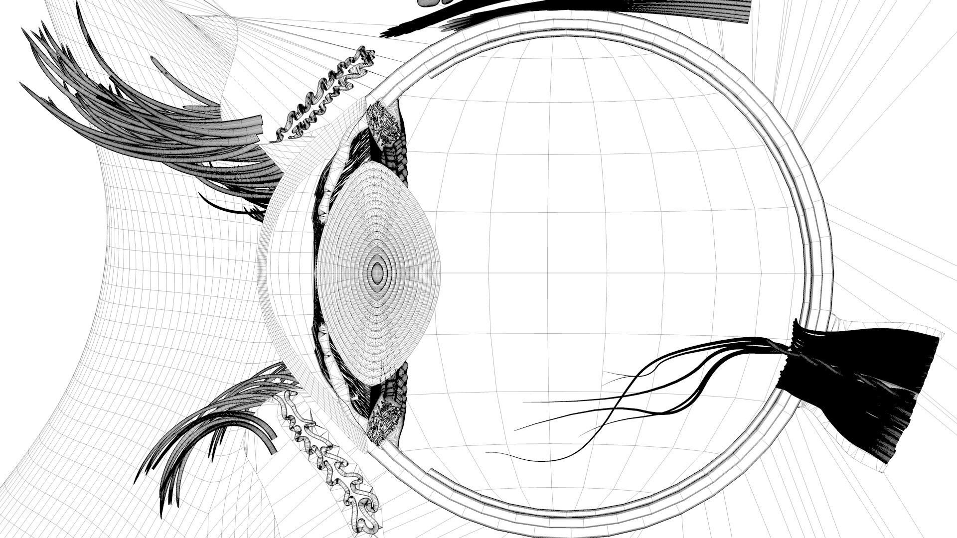 Eye Anatomy 3D Model - TurboSquid 2108981