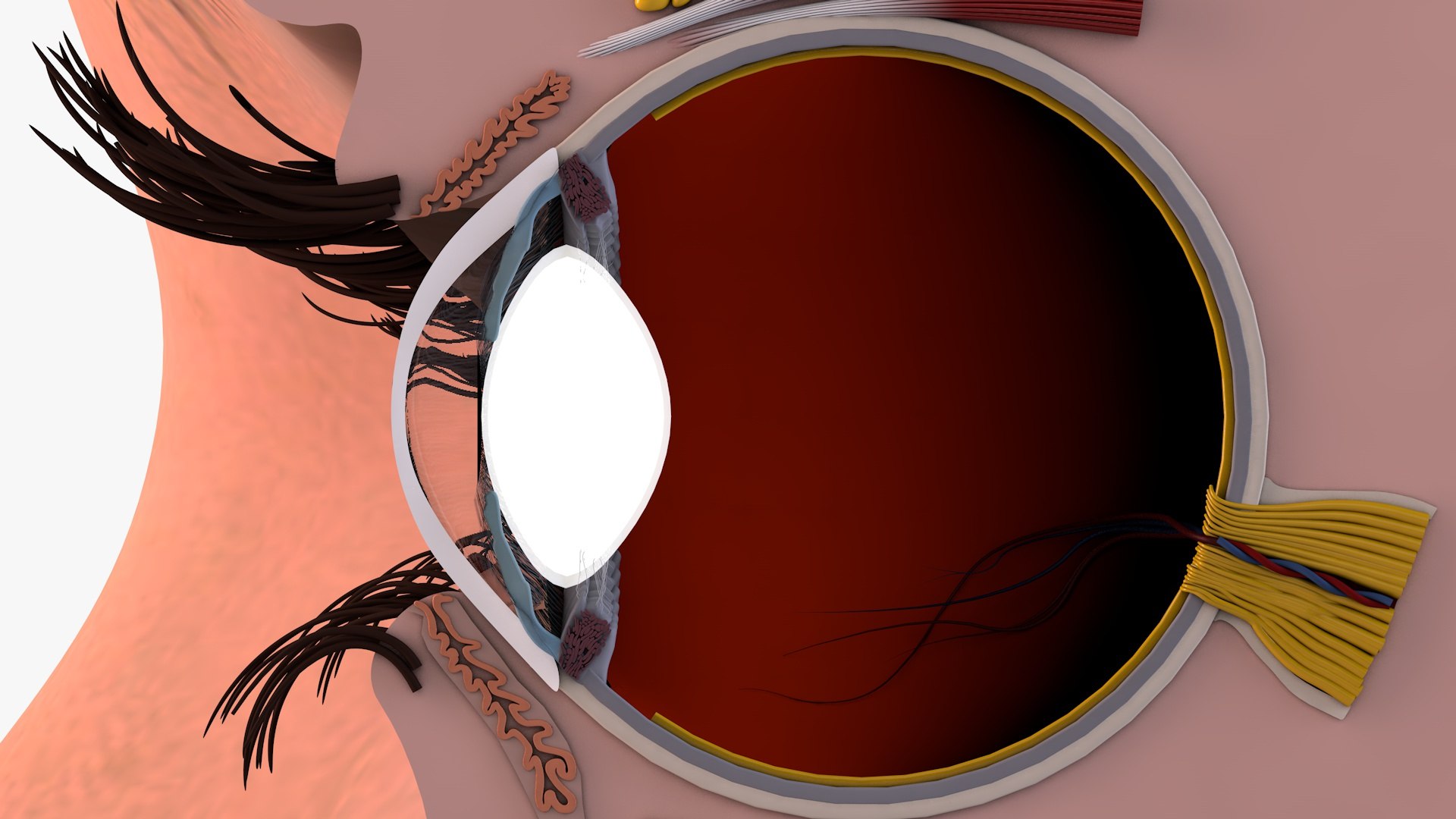 Eye Anatomy 3D Model - TurboSquid 2108981