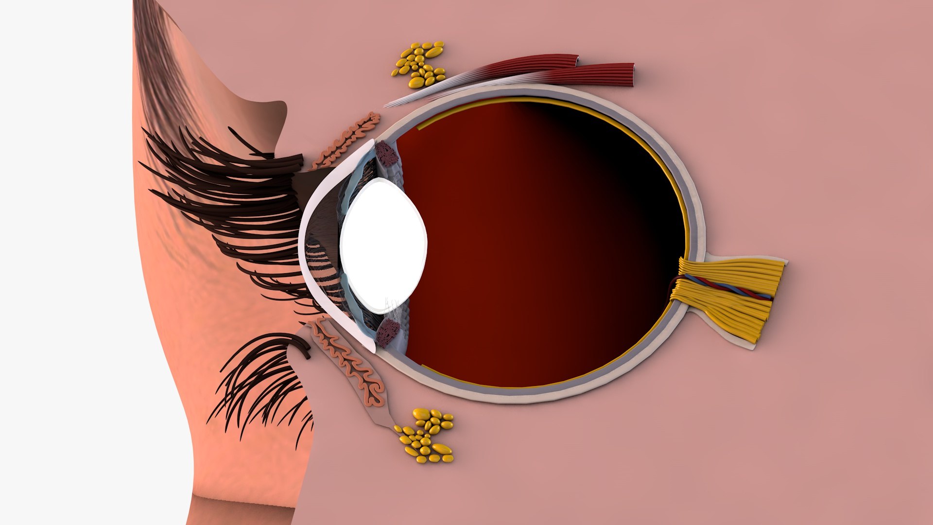 Eye Anatomy 3D Model - TurboSquid 2108981