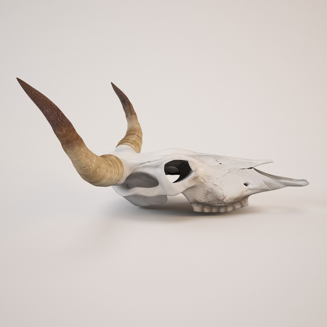 3d model cow skull