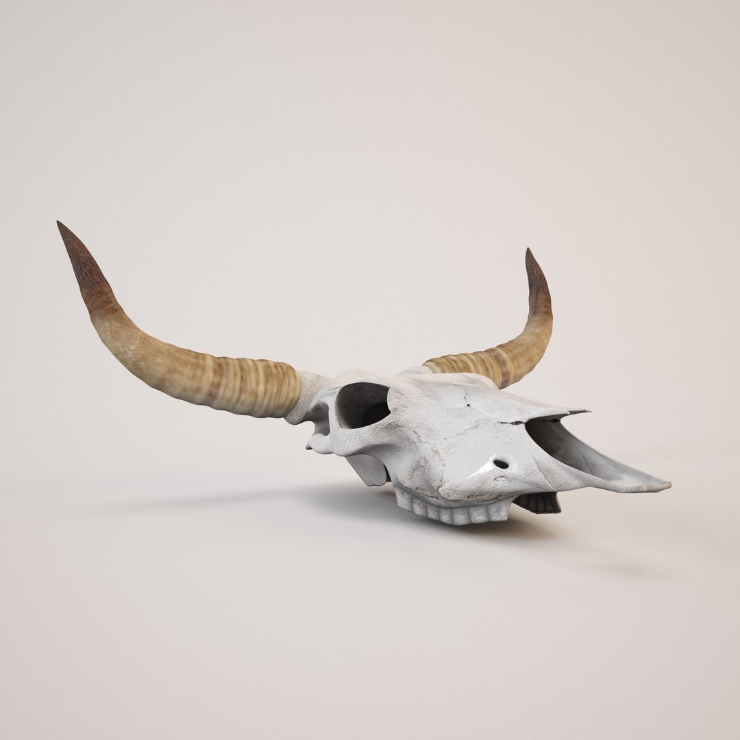 3d model cow skull