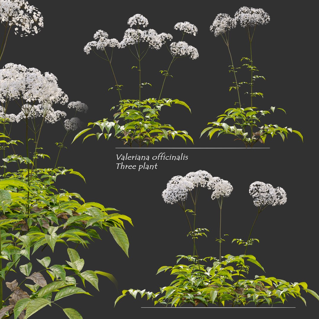 3D Valeriana Officinalis Model - TurboSquid 1943970