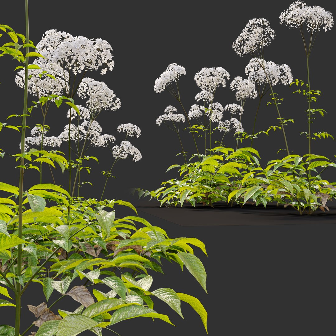 3D Valeriana Officinalis Model - TurboSquid 1943970