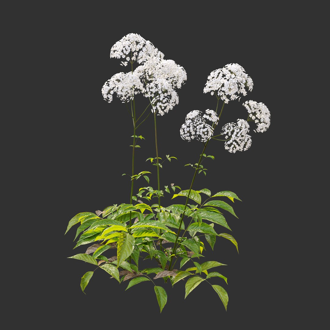 3D Valeriana Officinalis Model - TurboSquid 1943970