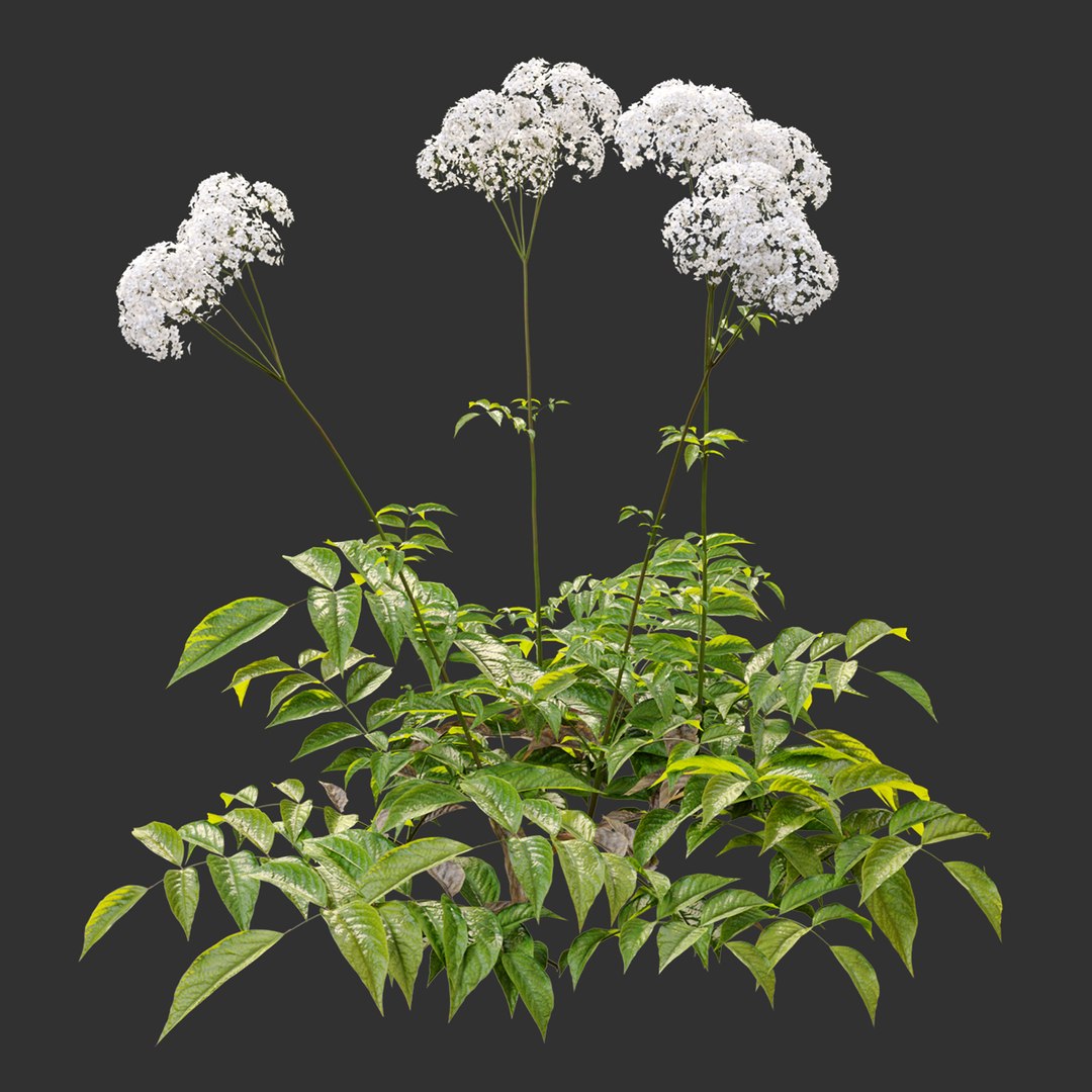 3D Valeriana Officinalis Model - TurboSquid 1943970