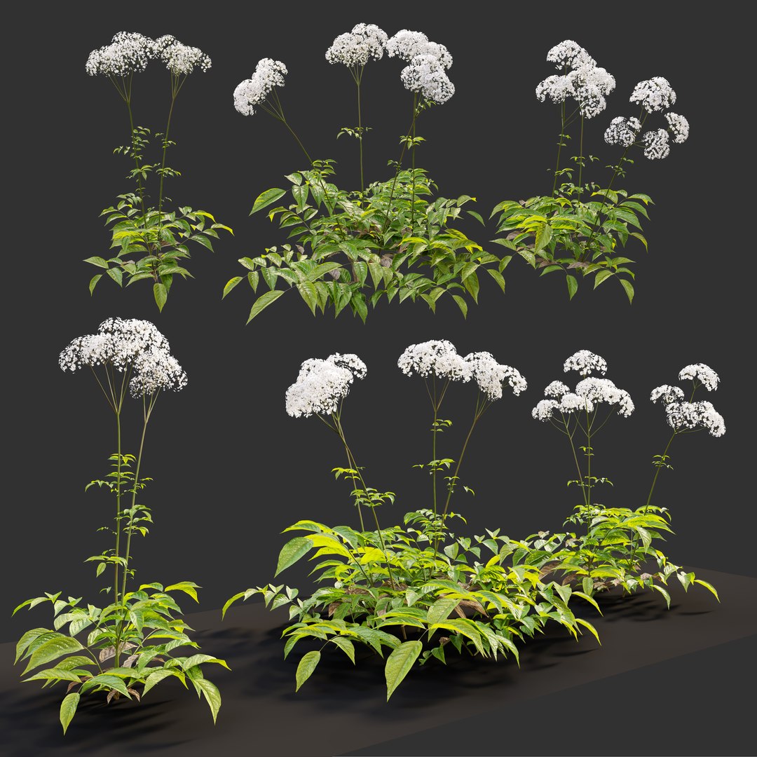 3D Valeriana Officinalis Model - TurboSquid 1943970